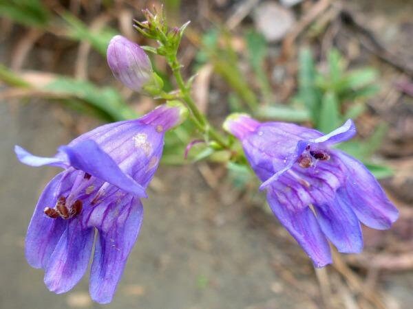 Penstemon Strictus Rocky Mountain Penstemon Pride of the - Etsy