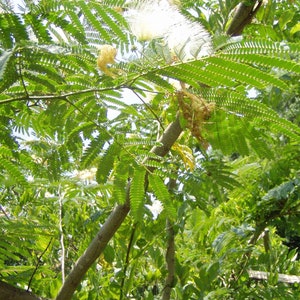 Albizia Julibrissin | Alba | White Silk Tree | 10 Seeds - Etsy