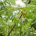 Albizia Julibrissin | Alba | White Silk Tree | 10 Seeds - Etsy