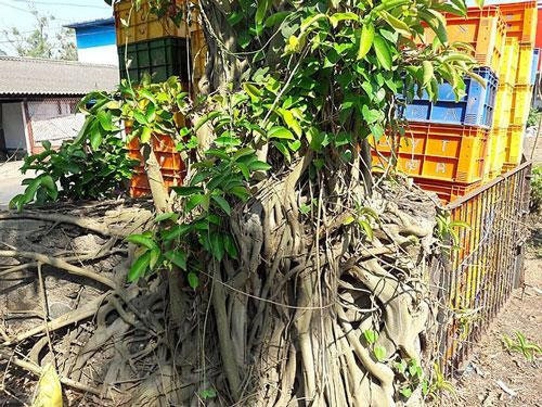 Ficus Amplissima | Indian Bat Tree | Pimpri | Pipri | Pipali | 100 ...