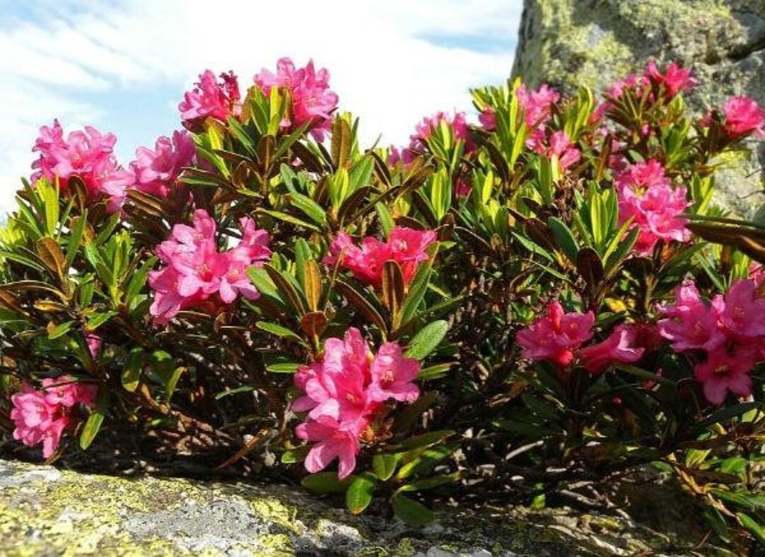 Rhododendron Ferrugineum | Dwarf Alpenrose | Snow-rose | 20 Seeds - Etsy