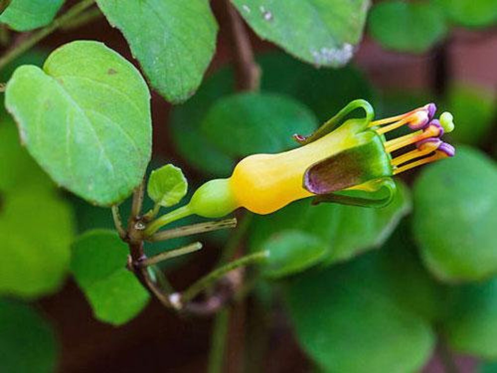 Fuchsia Procumbens Creeping Climbing or Trailing Fuchsia - Etsy