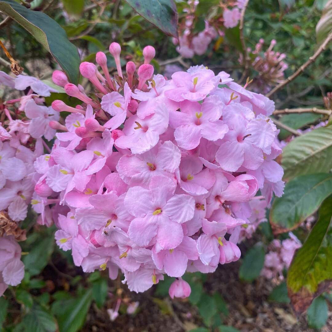 Luculia Gratissima | Pink Swa | 50 Seeds - Etsy