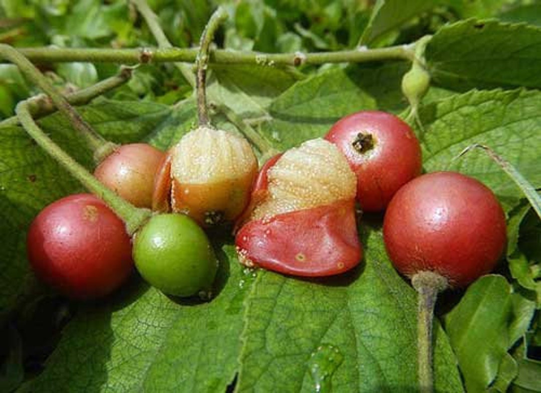 Muntingia Calabura | Jamaican Cherry | Panama Berry | 250 Seeds - Etsy
