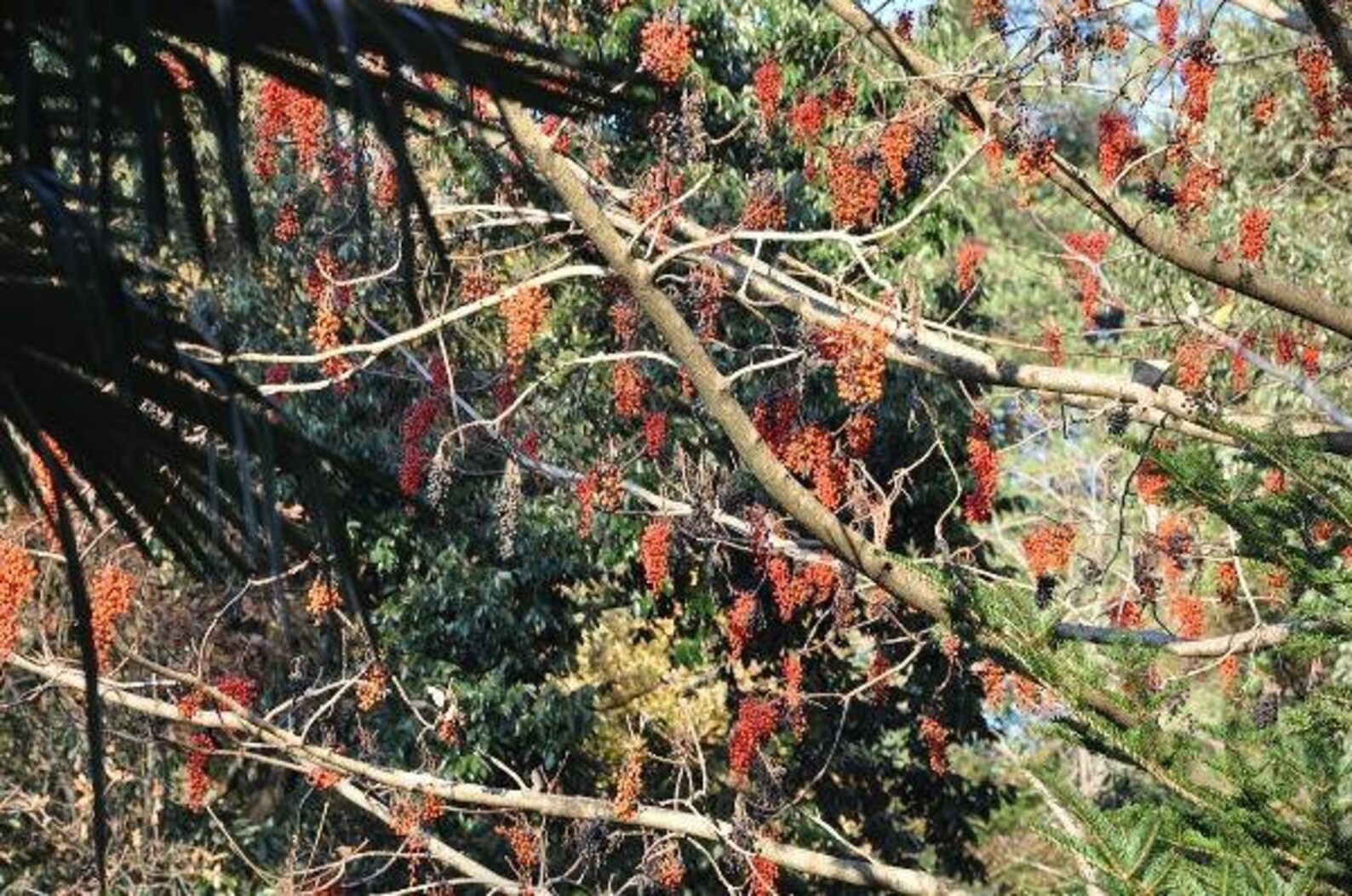 Idesia Polycarpa Igiri Tree Wonder Tree 20 Seeds | Etsy