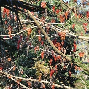 Idesia Polycarpa | Igiri Tree | Wonder Tree | 20 Seeds - Etsy