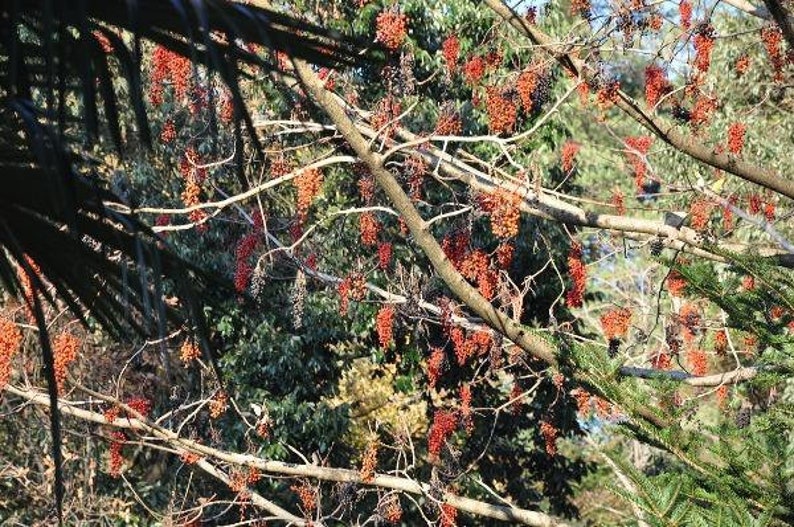 Idesia Polycarpa | Igiri Tree | Wonder Tree | 20 Seeds - Etsy