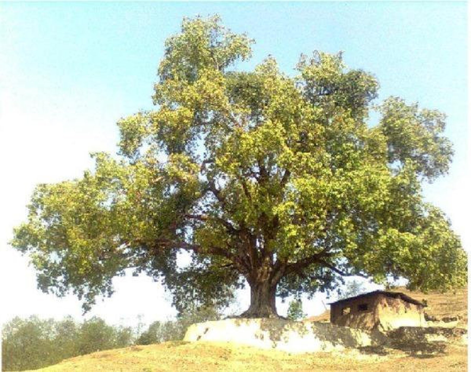Ficus Religiosa Sacred Fig Ashwattha or Bodhi Tree 20 - Etsy Australia