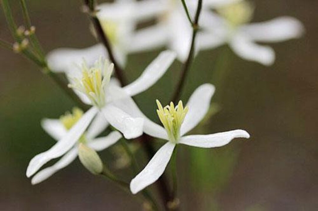 Clematis Recta | Upright Clematis | Ground Virginsbower | 10 Seeds - Etsy