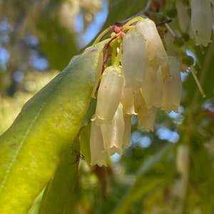 Agarista Populifolia | Florida Hobblebush | 20 Seeds - Etsy