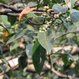 Ficus Amplissima | Indian Bat Tree | Pimpri | Pipri | Pipali | 100 ...