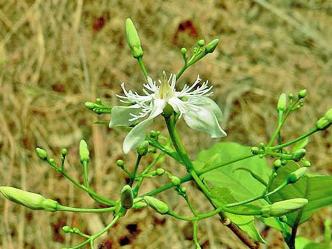 Wrightia Tinctoria | Pala Indigo Plant | Sweet Indrajao | 50 Seeds - Etsy
