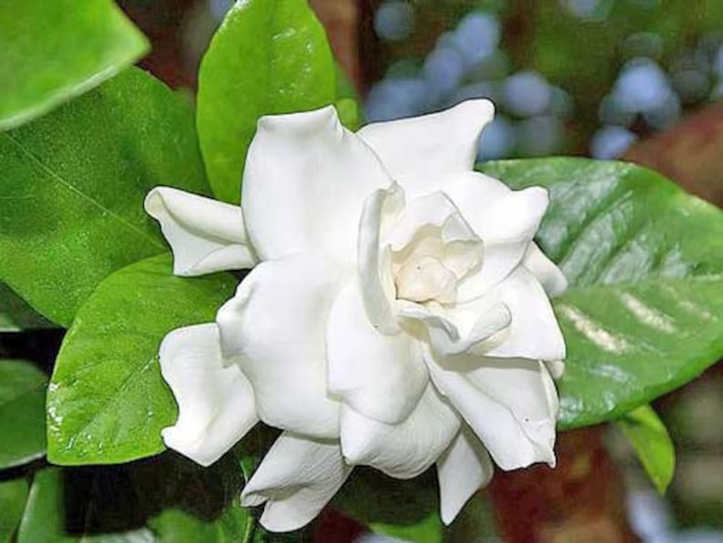 Gardenia Jasminoides | Cape Jasmine | Gandharaj | 100 Seeds - Etsy