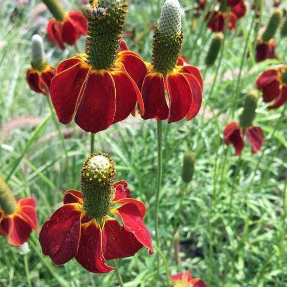 Ratibida Columnifera Dwarf Red Coneflower Red Midget 500 - Etsy Canada