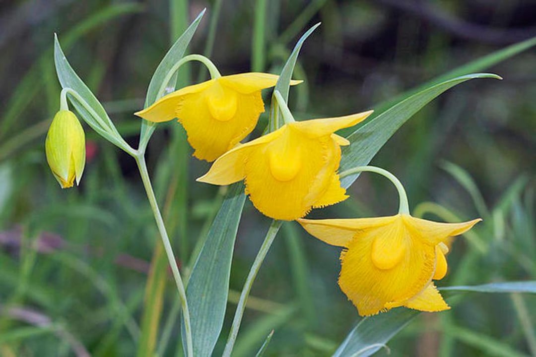 Calochortus Amabilis | Diogenes | 10 Seeds - Etsy