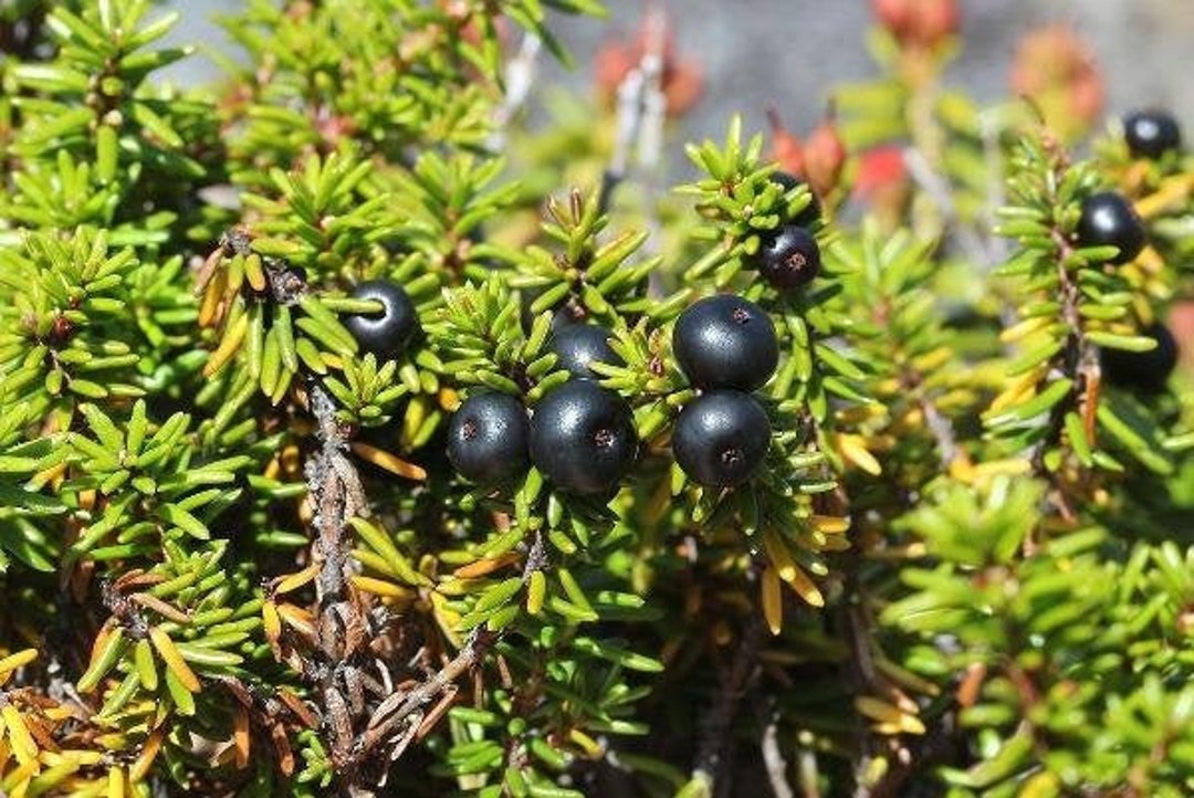 Empetrum Nigrum | Crowberry | Black Crowberry | 30 Seeds - Etsy