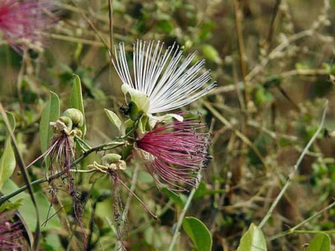 Capparis Zeylanica | Ceylon or Indian Caper | 10 Seeds - Etsy