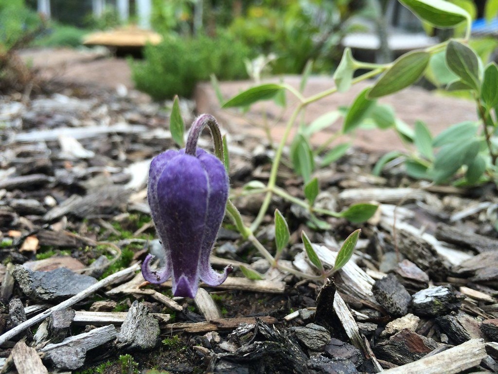 Clematis Scottii | Scotts Clematis | 5 Seeds - Etsy