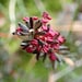 Empetrum Nigrum | Crowberry | Black Crowberry | 30 Seeds - Etsy