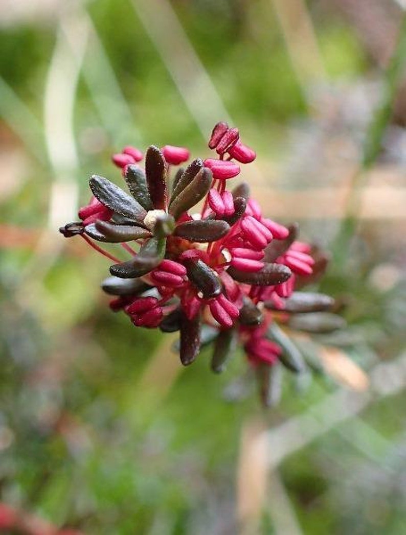 Empetrum Nigrum | Crowberry | Black Crowberry | 30 Seeds - Etsy