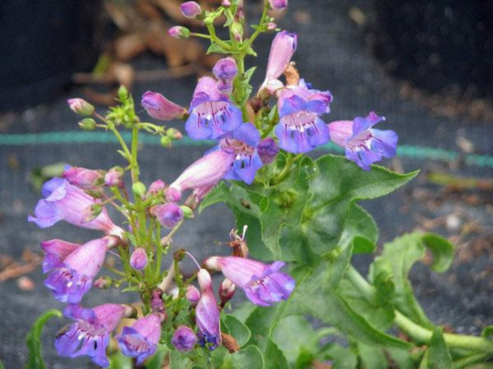 Penstemon spectabilis Beard Tongue Pride of the Mountain | Etsy