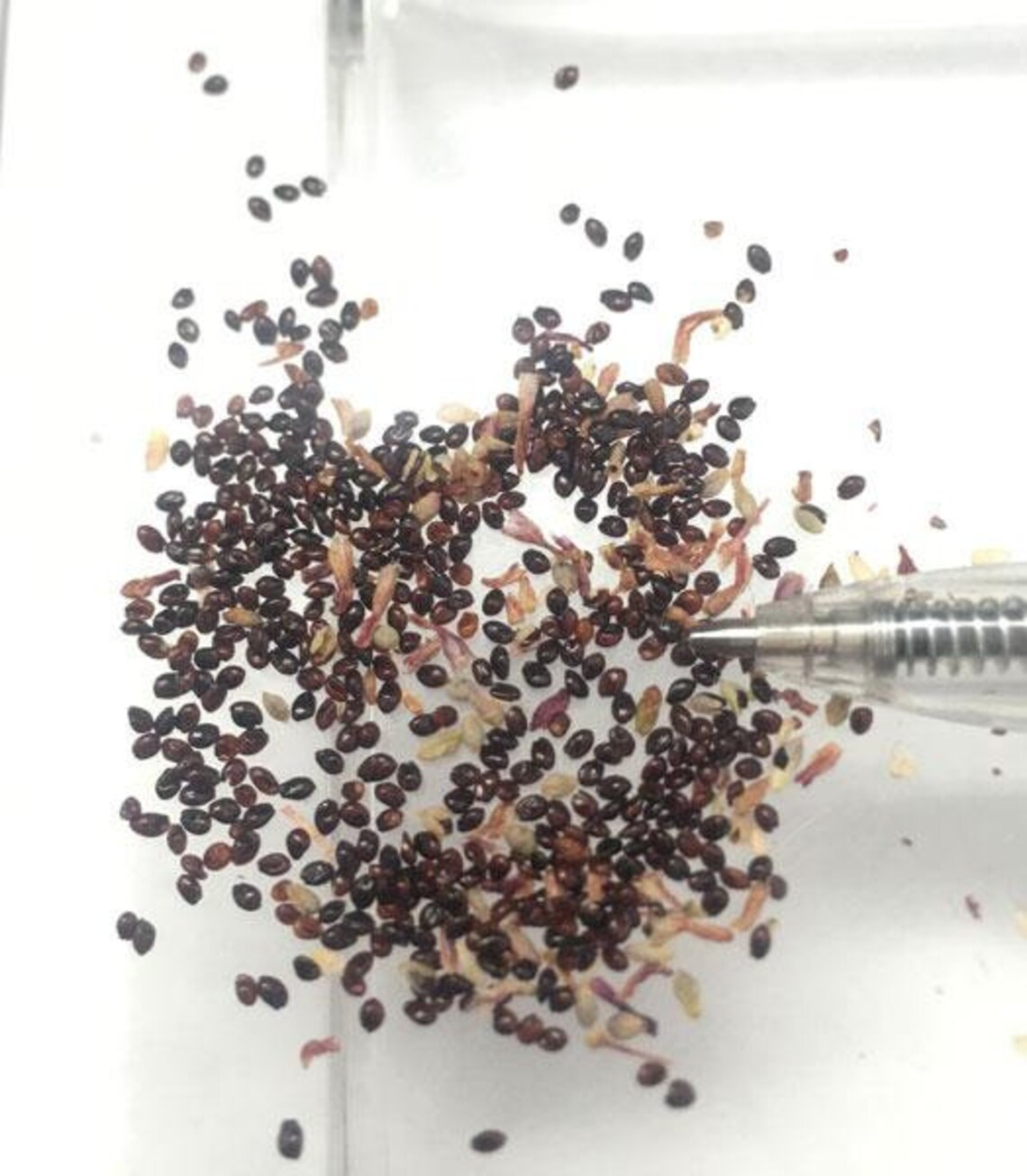 Lewisia Columbiana Columbia Bitter-root Columbian Lewisia - Etsy