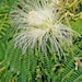 Albizia Julibrissin | Alba | White Silk Tree | 10 Seeds - Etsy