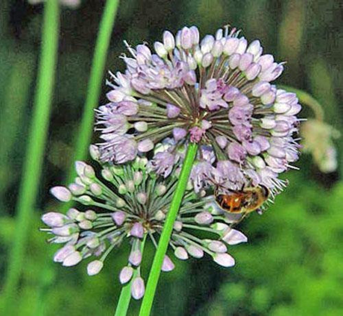 Allium Senescens Aging or Broadleaf Chives German Garlic - Etsy