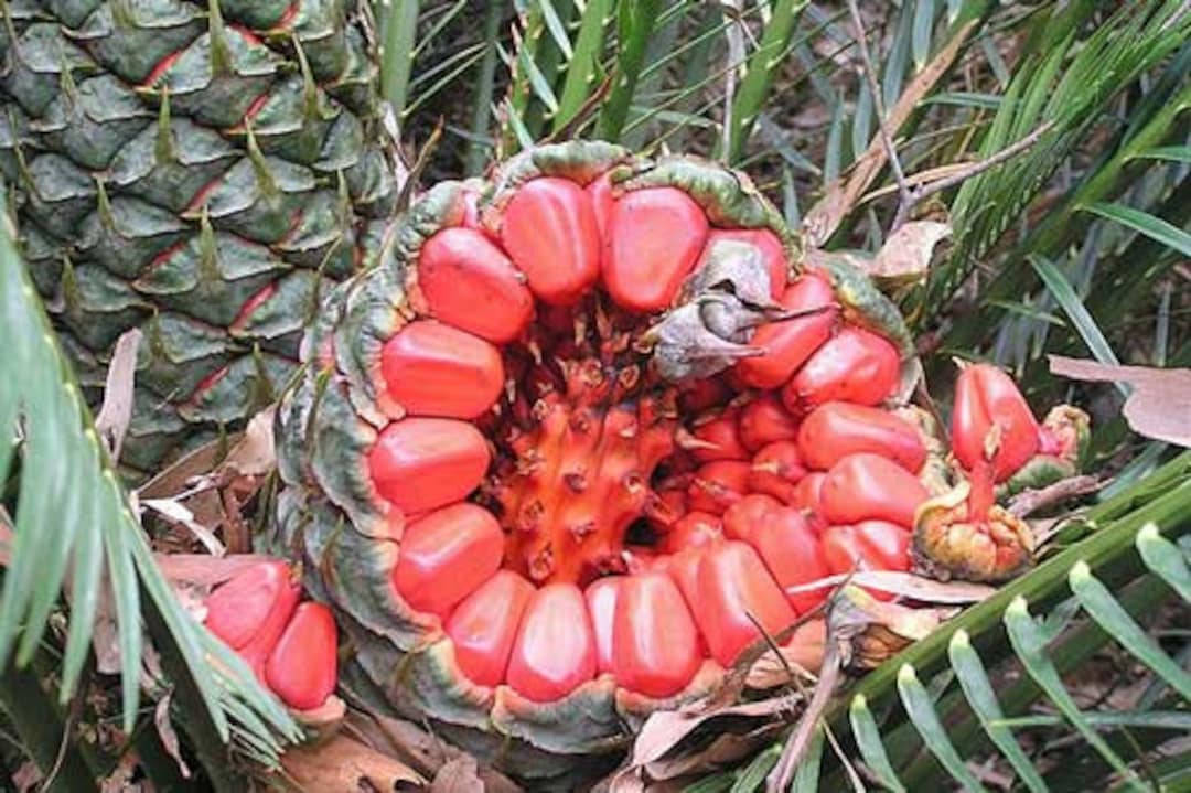 Macrozamia Communis Burrawang 2 Seeds - Etsy
