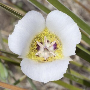 Calochortus Ambiguus | Arizona Mariposa Lily | Waxy Mariposa Lily | 10 ...