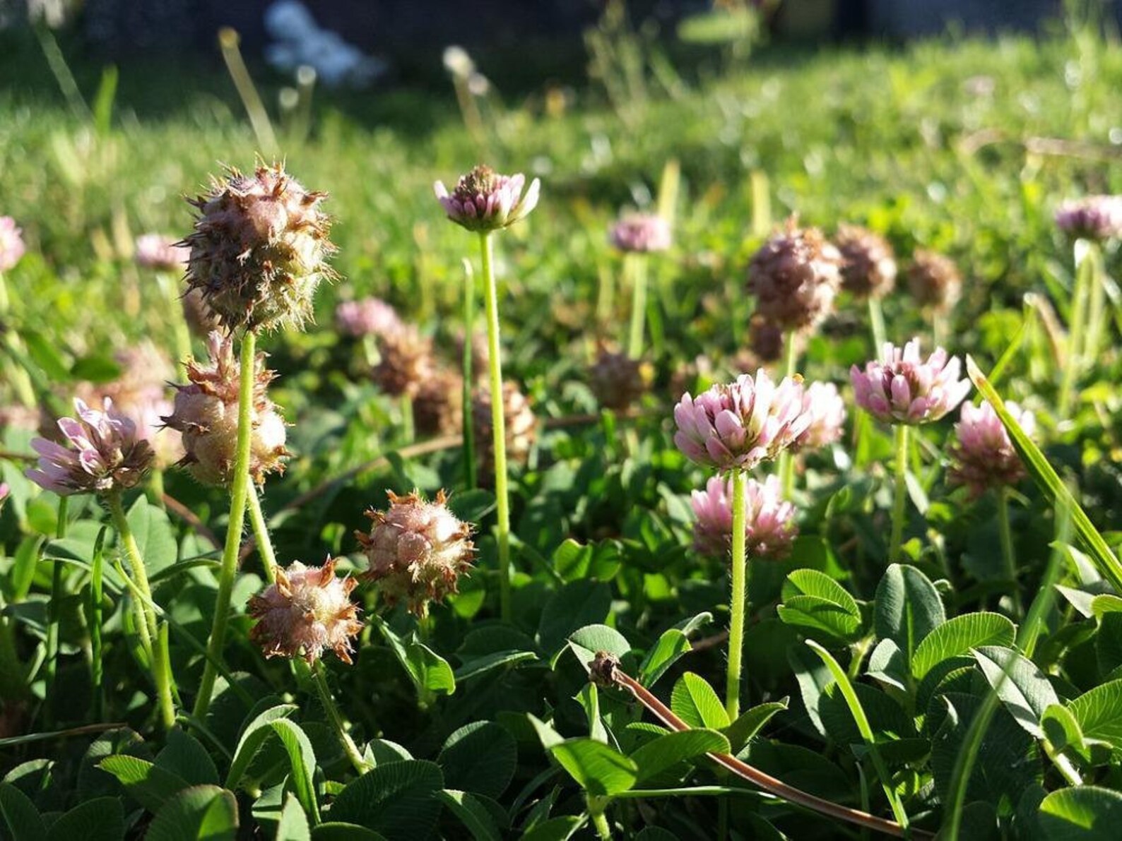 Strawberry Clover Seeds | Trifolium Fragiferum, Groundcover (250 Seeds ...
