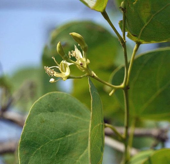 Bauhinia Racemosa Bidi Leaf Tree Sonpatta 5 Seeds - Etsy