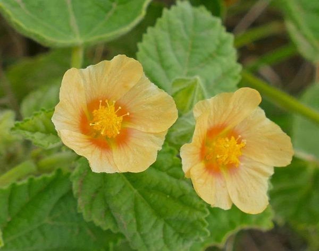 Sida Cordifloia | Flannel Weed | Country Mallow | 10 Seeds - Etsy