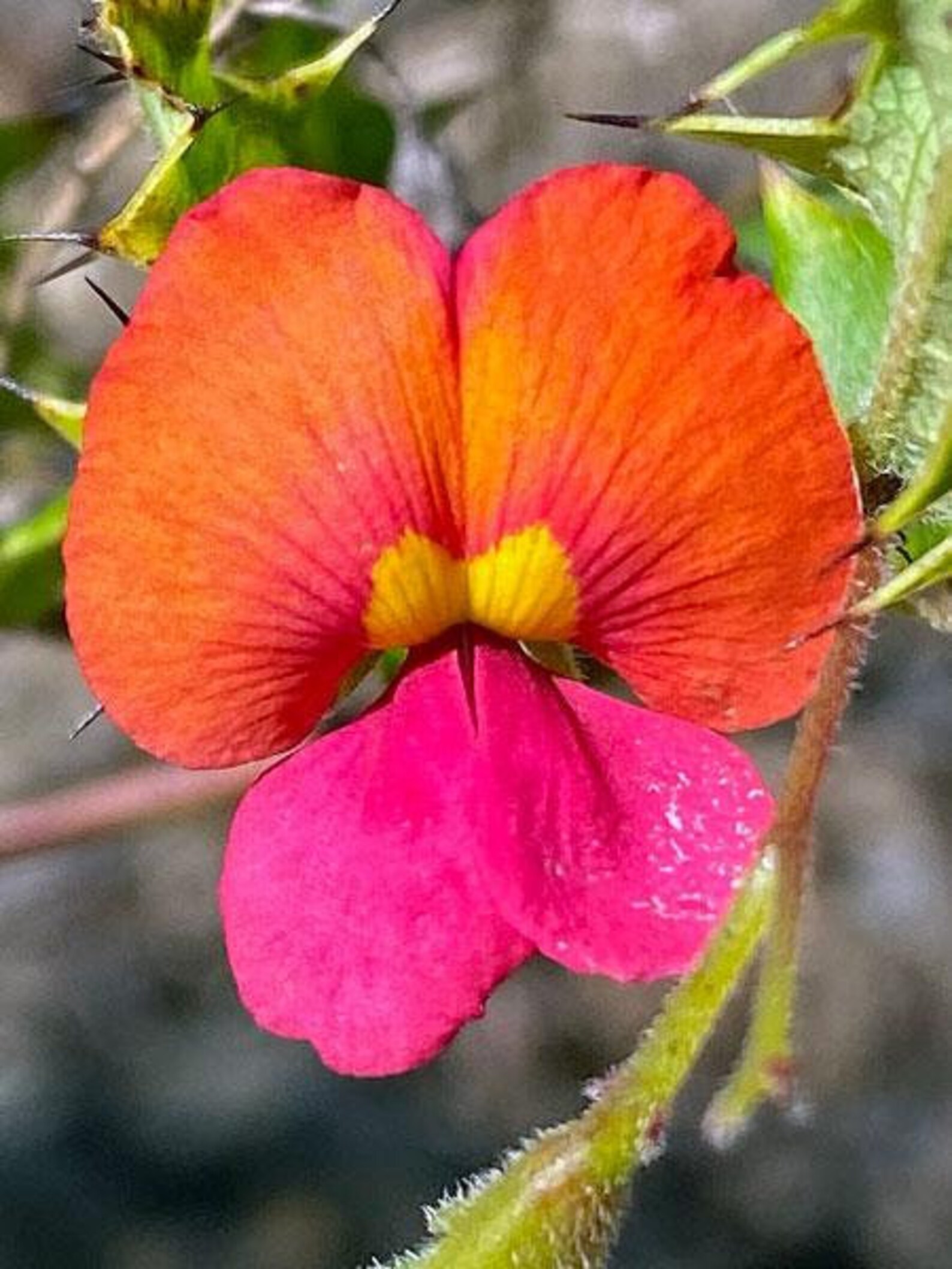 Chorizema Diversifolium | Climbing Flame Pea | 20 Seeds - Etsy