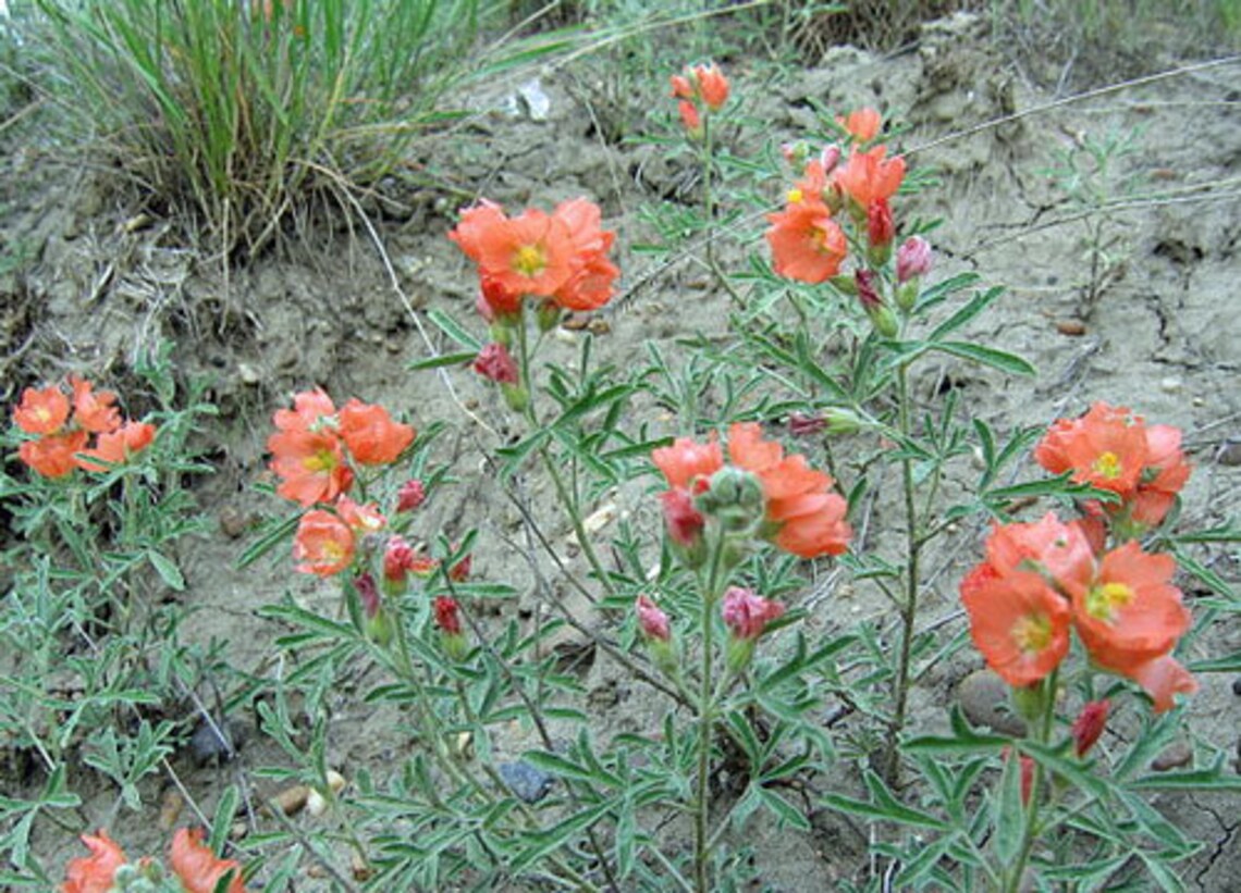 Sphaeralcea Coccinea Scarlet Globemallow Copper Mallow - Etsy