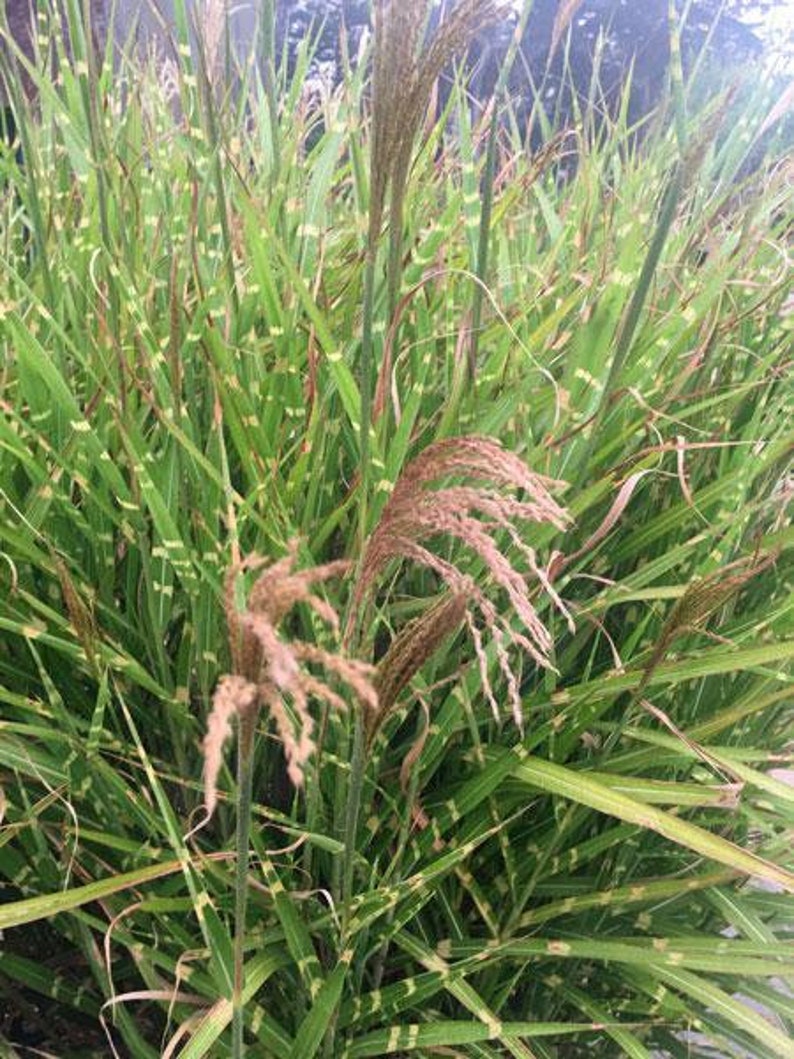 Miscanthus Sinensis Zebrinus Zebra Grass 20 Seeds Etsy