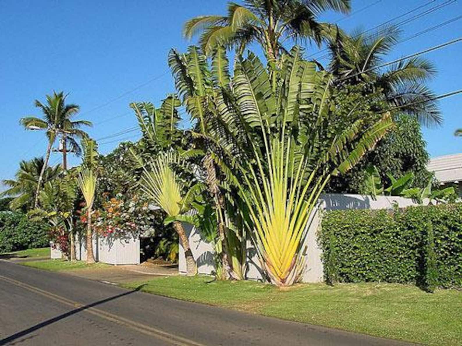 Ravenala Madagascariensis | Fan Plantain | Travellers Palm | 5 Seeds - Etsy