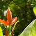 Musa Aurantiaca Dwarf Orange Banana 5 Seeds - Etsy Canada