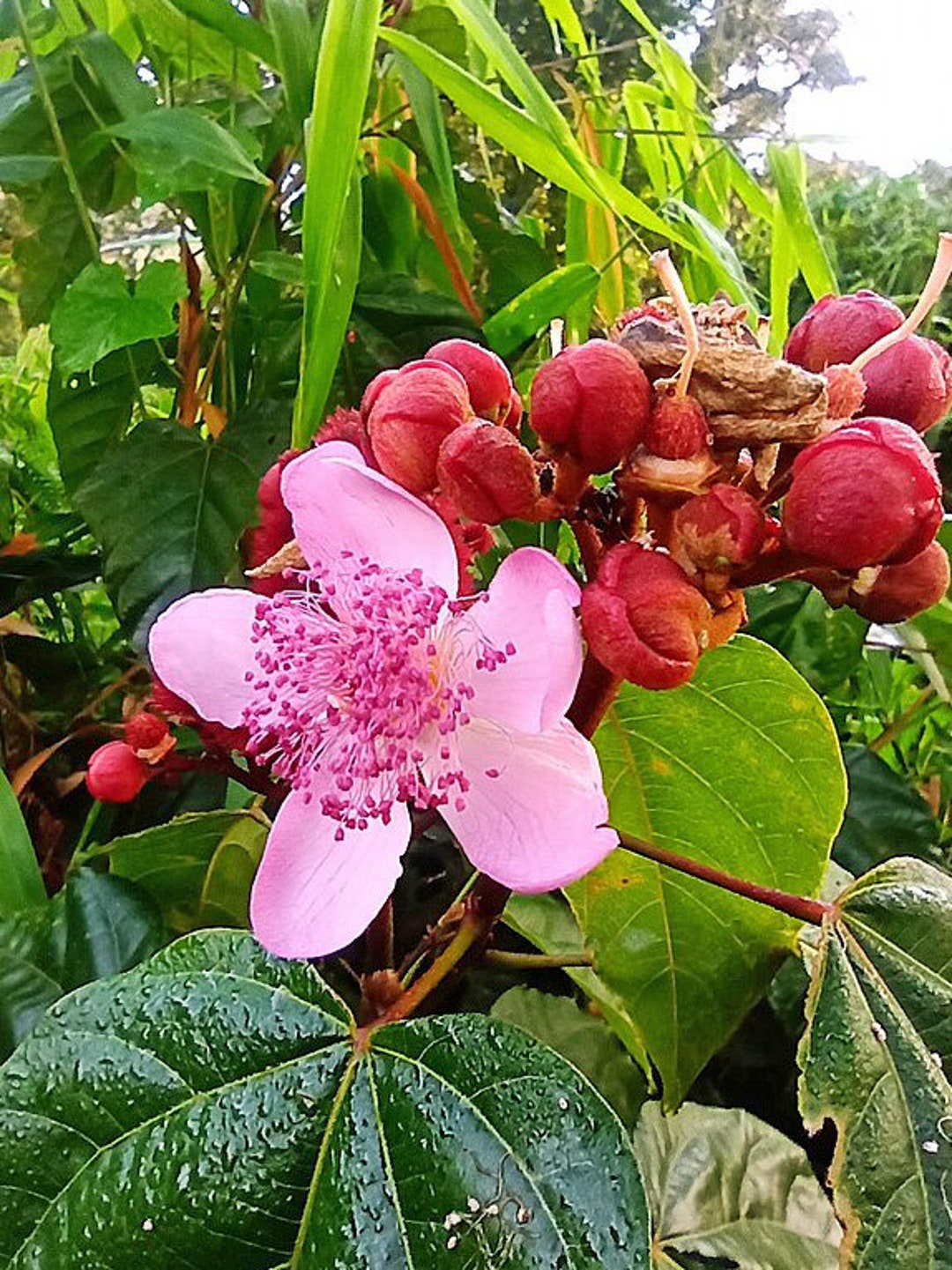 Bixa Orellana | Anatto | Lipstick Tree | 20 Seeds - Etsy