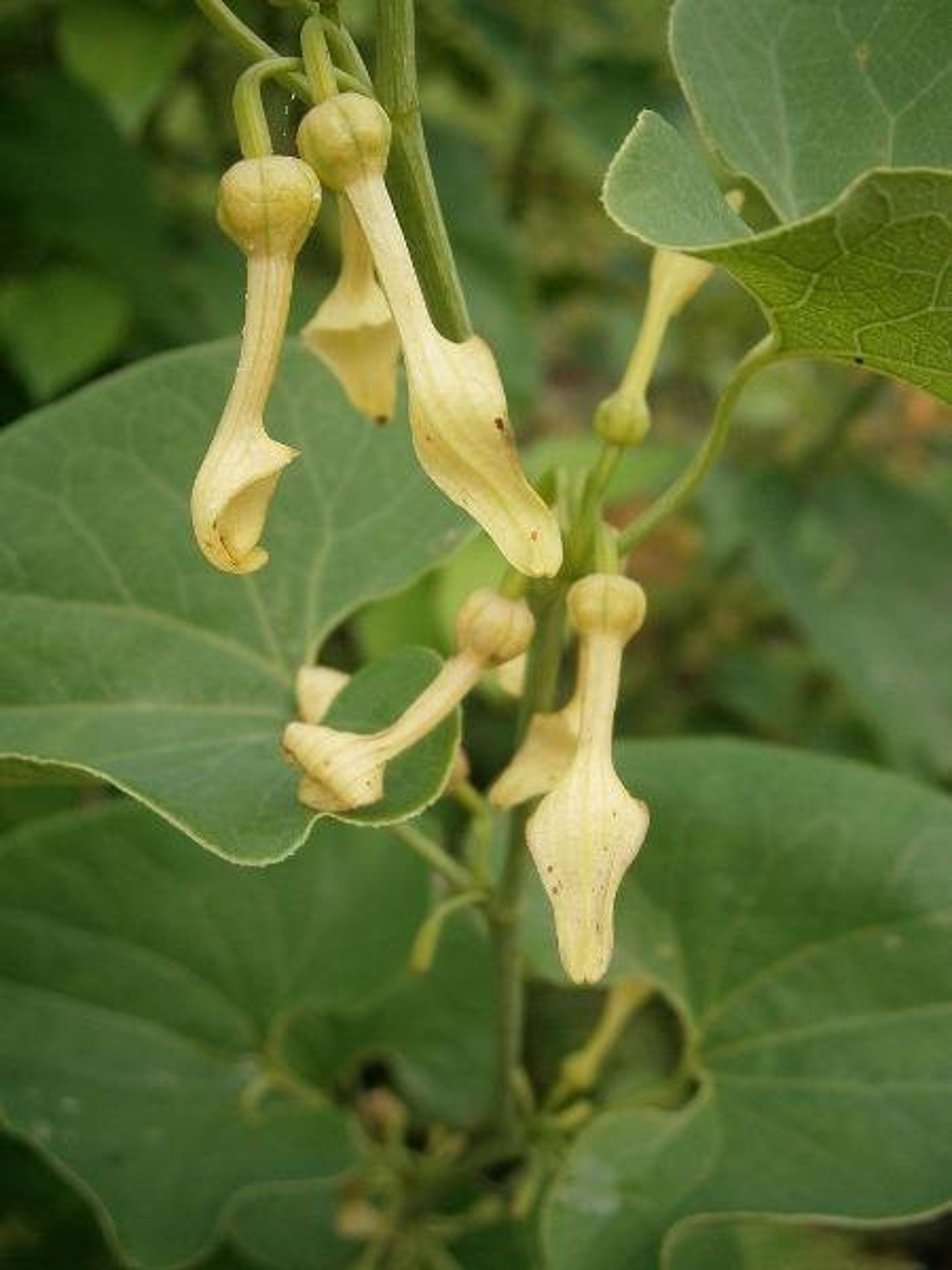 Aristolochia clematitis European Birthwort 10 Seeds | Etsy