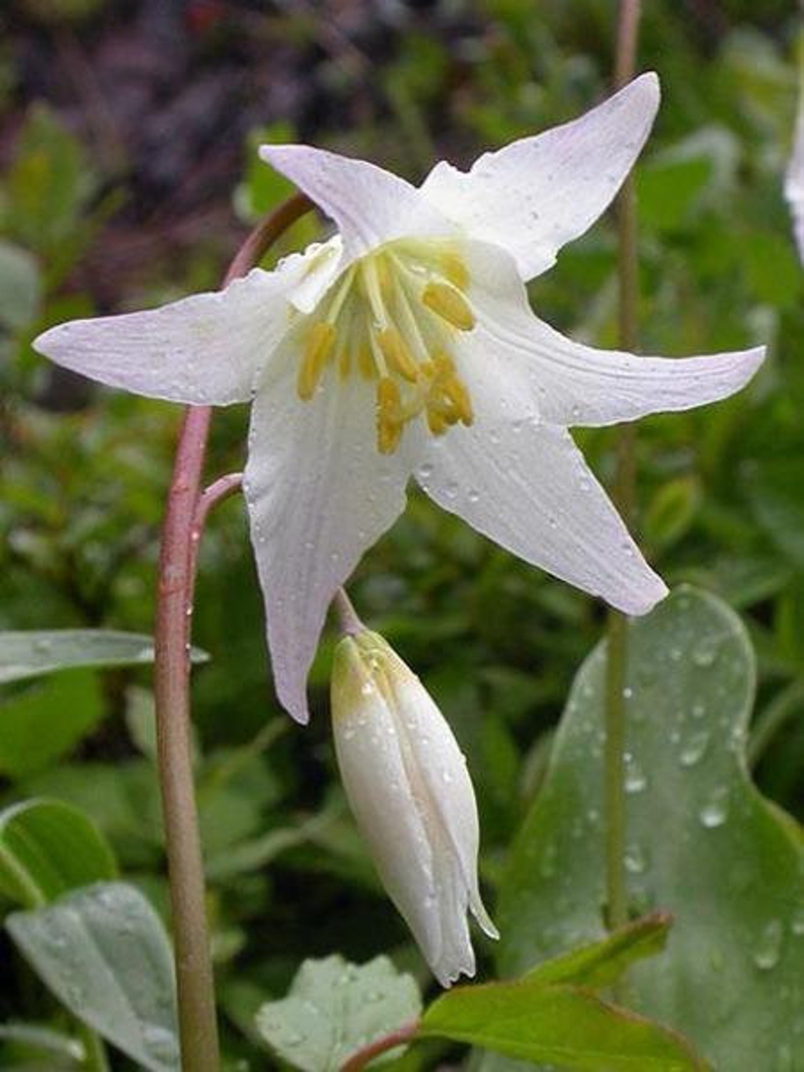 Erythronium Elegans Coast Range Fawn Lily 5 Seeds | Etsy
