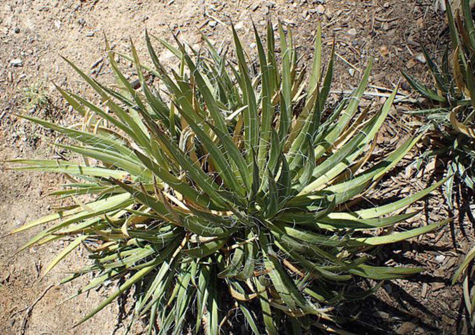 Agave Toumeyana Ssp. Bella | Toumeys Century Plant | 10 Seeds - Etsy