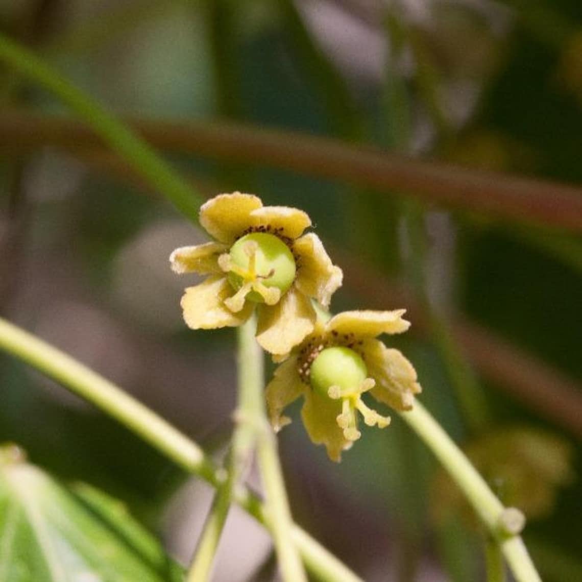 Idesia Polycarpa Igiri Tree Wonder Tree 20 Seeds | Etsy