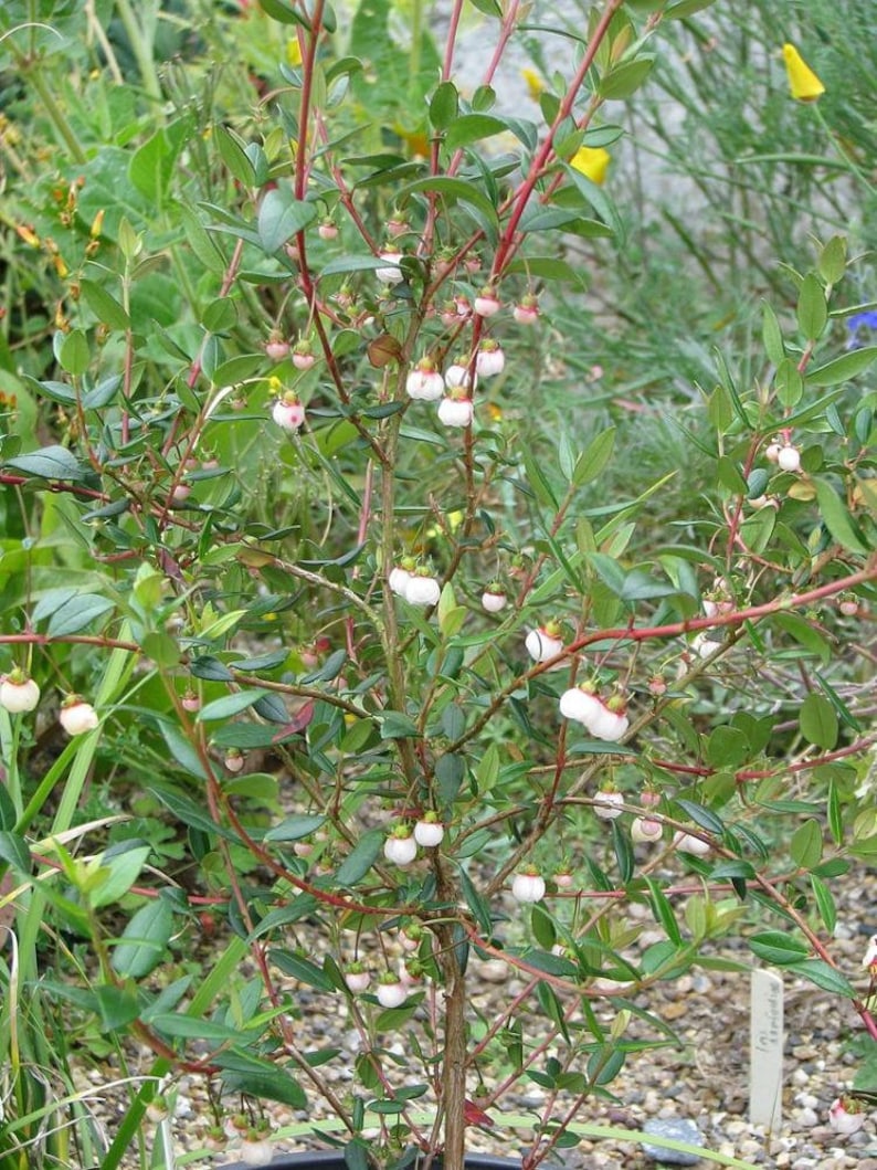 Ugni Molinae | Chilean Guava | Strawberry Myrtle | 30 Seeds - Etsy