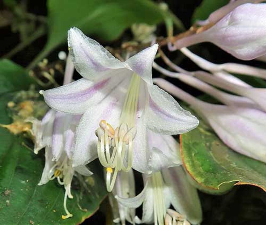 Hosta Longipes Var. Longipes | Amagi Rock Hosta | 10 Seeds - Etsy