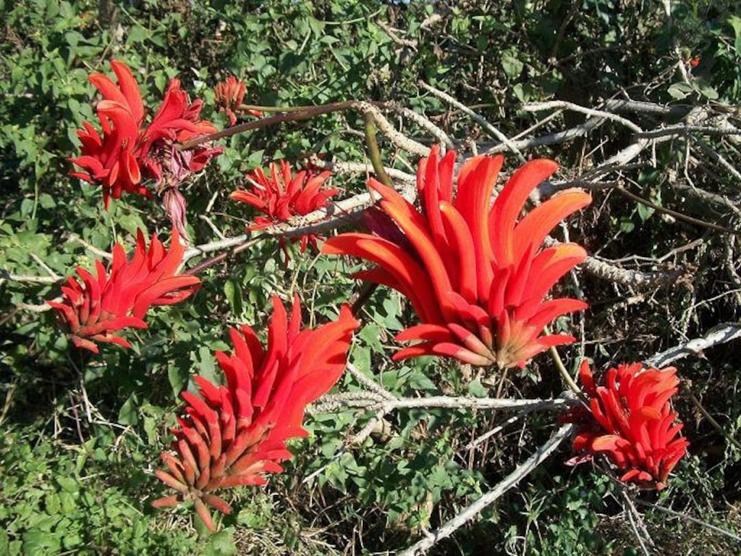 Erythrina Indica | Indian Coral Tree | 5 Seeds - Etsy