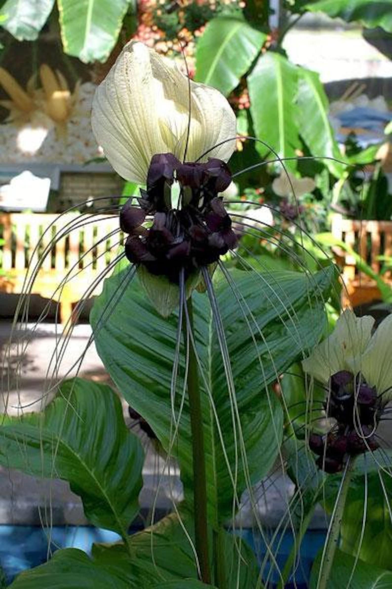 Tacca Integrifolia White Bat Flower 10 Seeds - Etsy