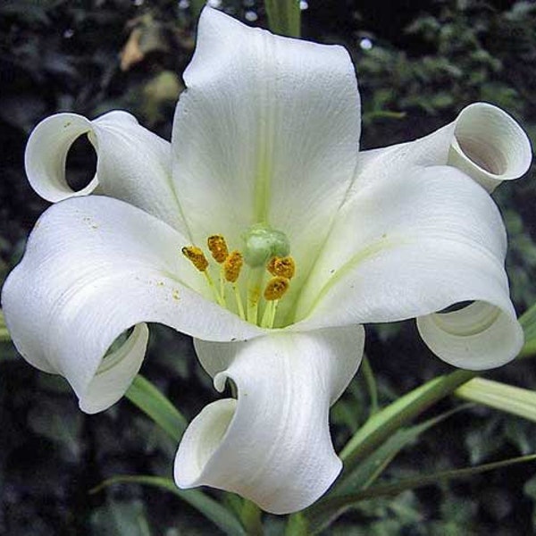 Philippinense Plant - Etsy