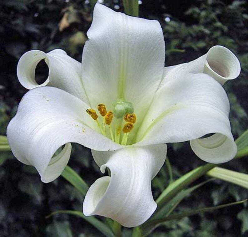 Lilium Philippinense Benguet Lily Philippine Lily 5 - Etsy