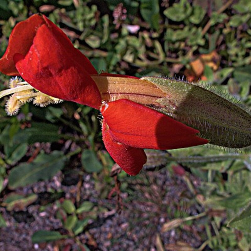 Scarlet Crimson - Etsy